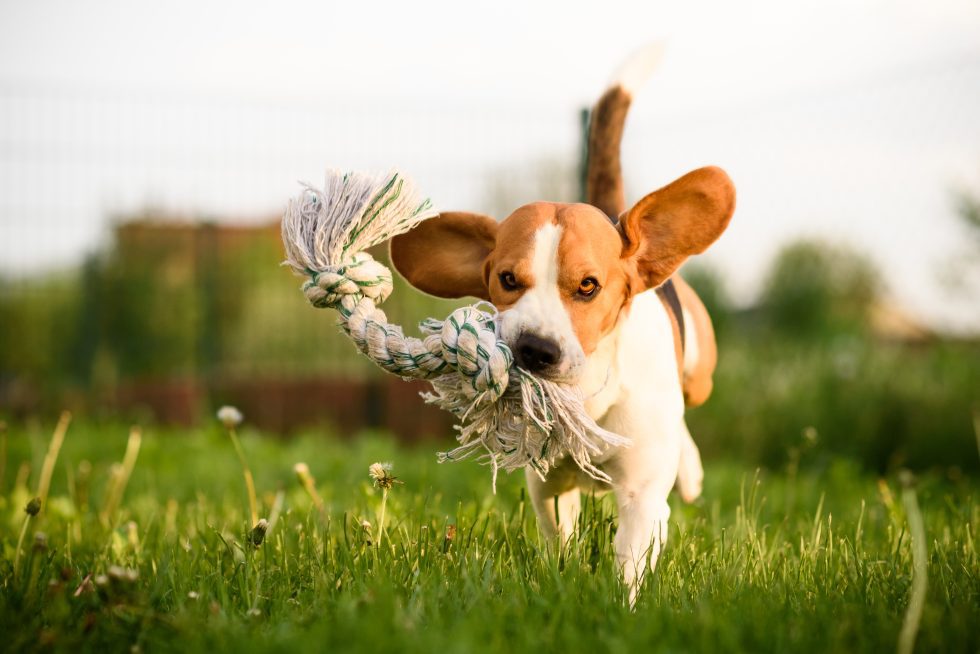 4 Reasons Dog Poop Cleanup is Vital: Waste Removal Benefits - Poop Genie