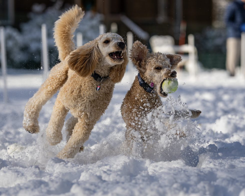 Beat the Chill: Ultimate Winter Dog Tips for Cold-Safe Pups! - Poop Genie
