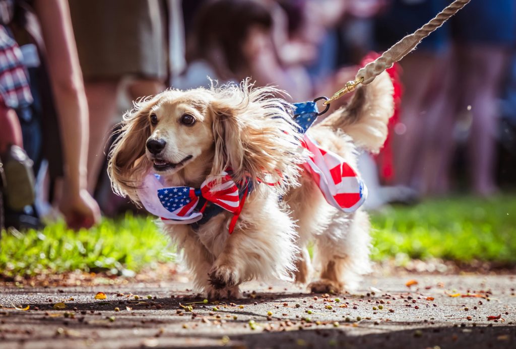 July 4th Dog Safety Tips for Fireworks Celebration in PA & MD - Poop Genie